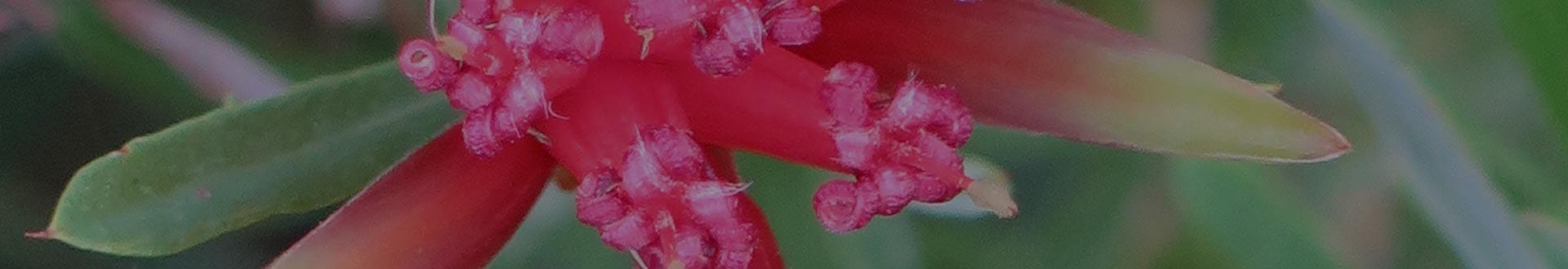 Local Native Plants - Trees In Newcastle